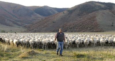 Running of the sheep: Northern Utah sheep drives a long tradition, but ...