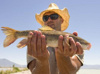 Imperiled Utah fish bouncing back after 18 years | State News | hjnews.com