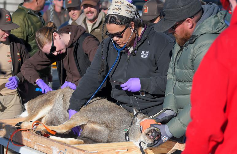 It's a bird, it's a plane, it's a deer: DWR conducts deer checkups ...