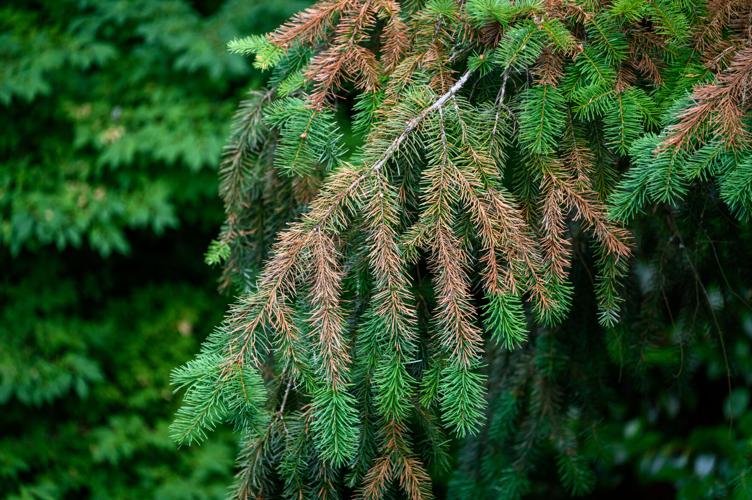 Winter Burn of Evergreens is Common | Preston Citizen | hjnews.com