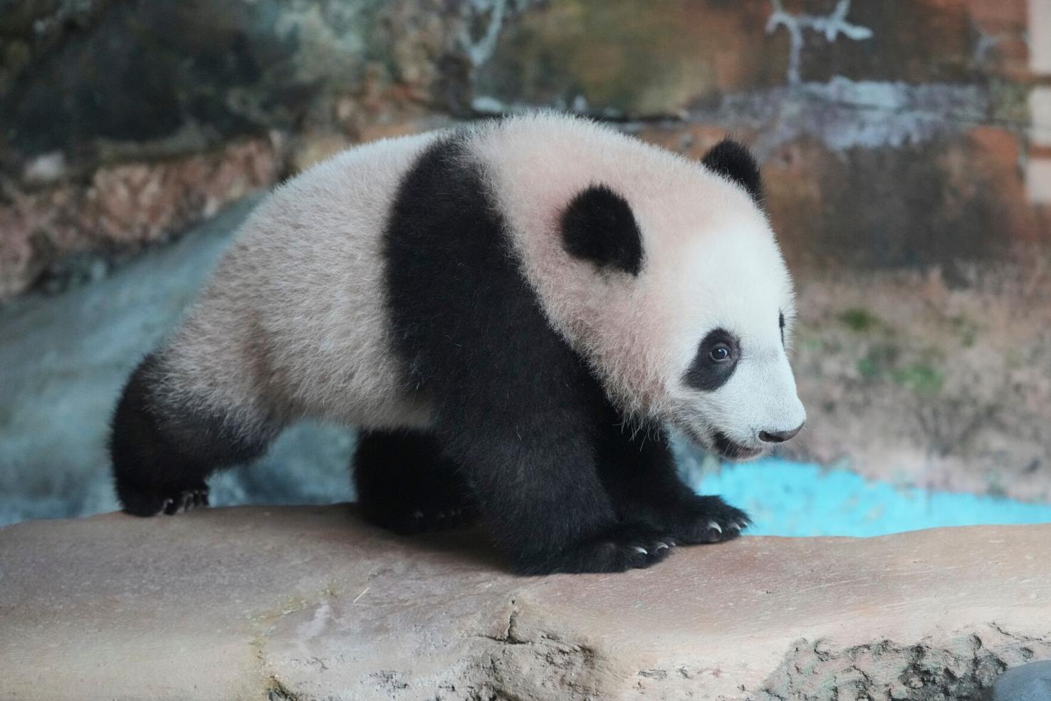 Indonesia Giant Panda | World | hjnews.com