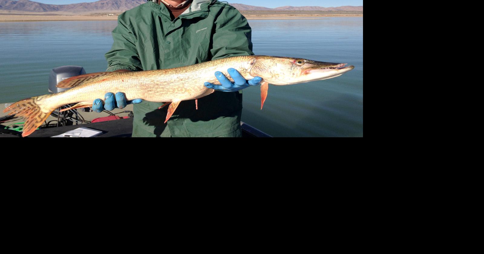 USU, DWR seeking to remove invasive pike from Utah Lake | Allaccess ...