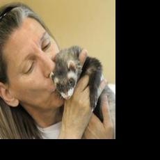 >Ferret freaks? | News | hjnews.com