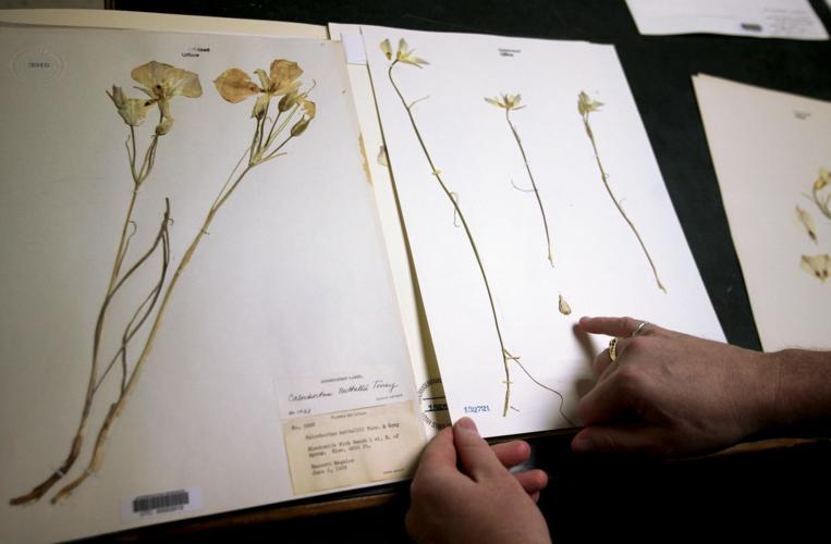 What's Up With That? Dwindling sego lily's state-flower status offers ...