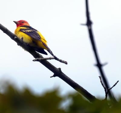 Western tanagers flock to valley | Outdoors | hjnews.com