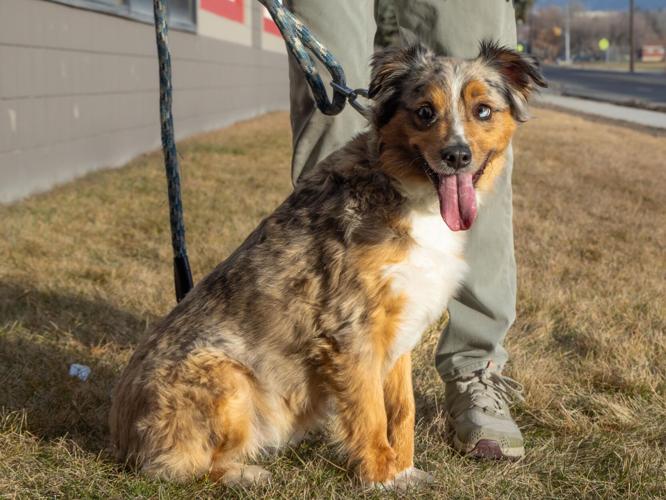 PETS OF THE WEEK | Local News | hjnews.com
