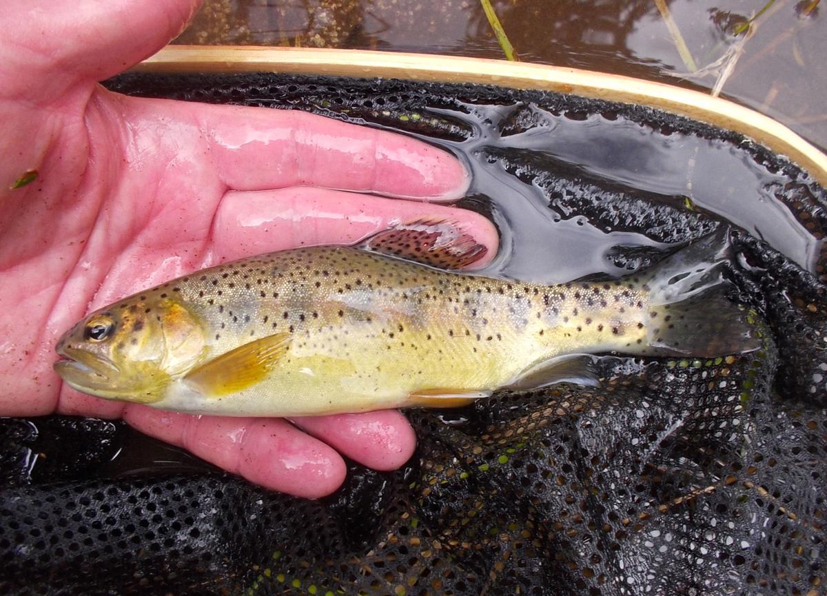 Officials work to save native Apache Trout from extinction | Logan Hj ...