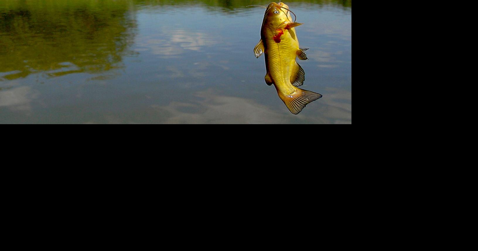 The Utah Division of Wildlife Resources urges people to keep an eye out ...