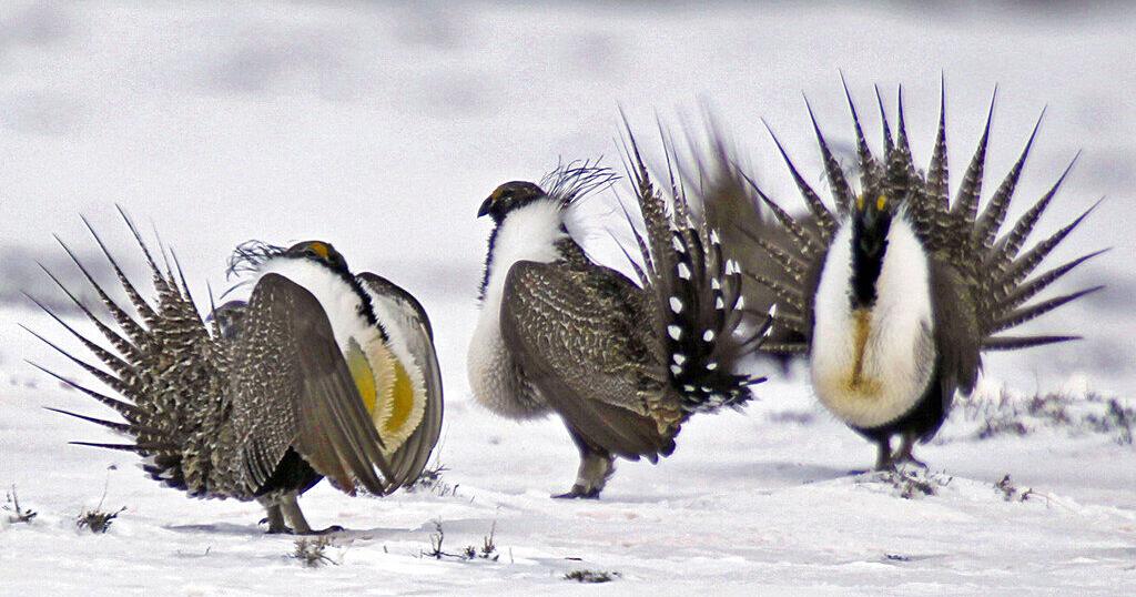 Sharp-tailed, sage grouse rarer and more expensive, but still a ...