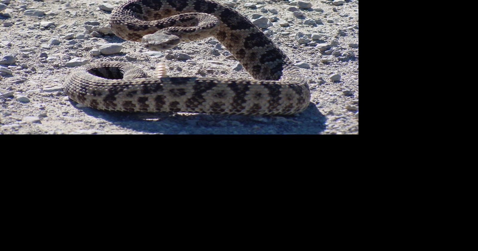 Wildlife specialist shares tips to stay safe around snakes this summer ...