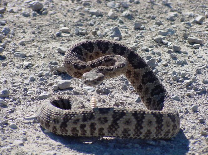 Wildlife specialist shares tips to stay safe around snakes this summer ...