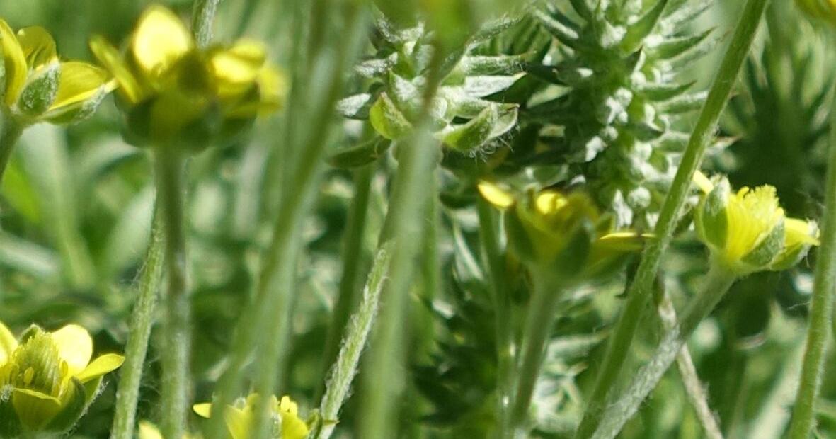 Say goodbye to bur buttercup in your landscape | Preston Citizen ...