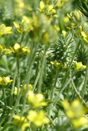 Say goodbye to bur buttercup in your landscape | Preston Citizen ...