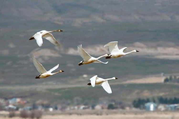 Where to see wild swans migrating through Utah in March | Tremonton ...