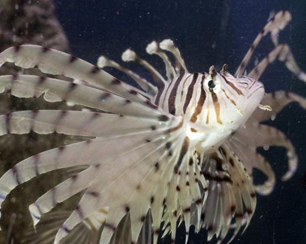 Valley men open business selling saltwater fish | Features | hjnews.com