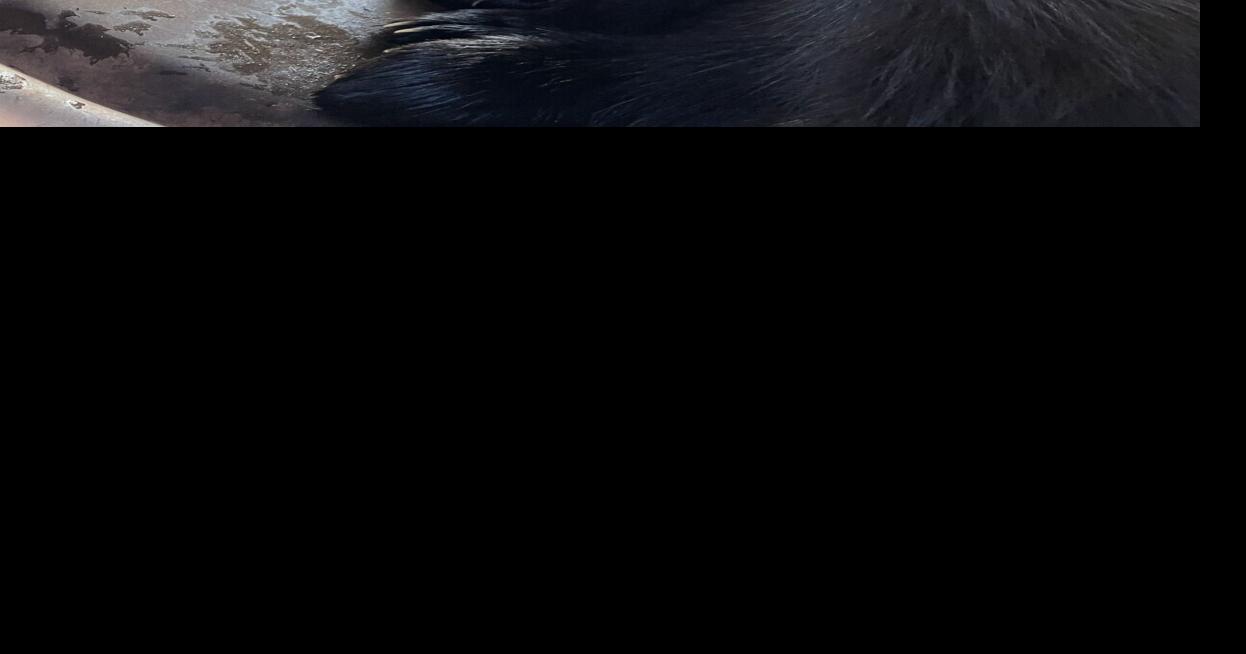 First wolverine caught by DWR biologists in Rich County; eighth ...