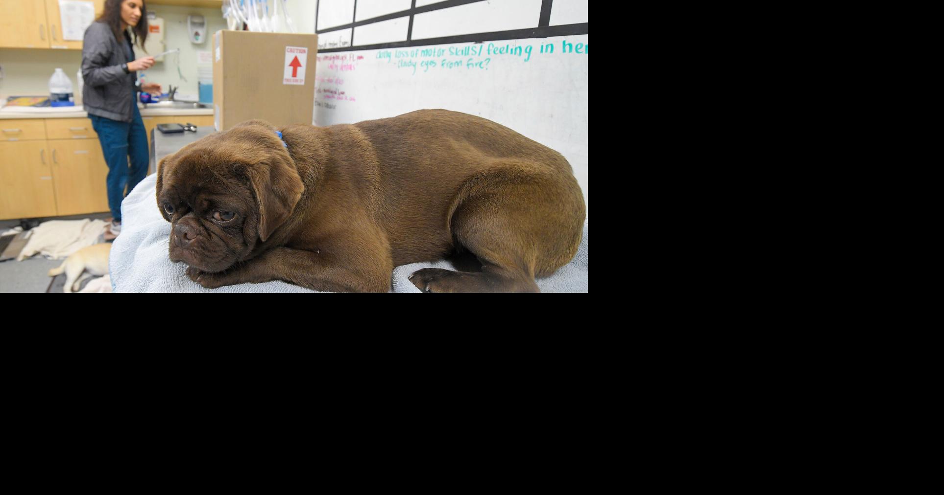 County officials respond to controversy over homeless pugs | Local News ...