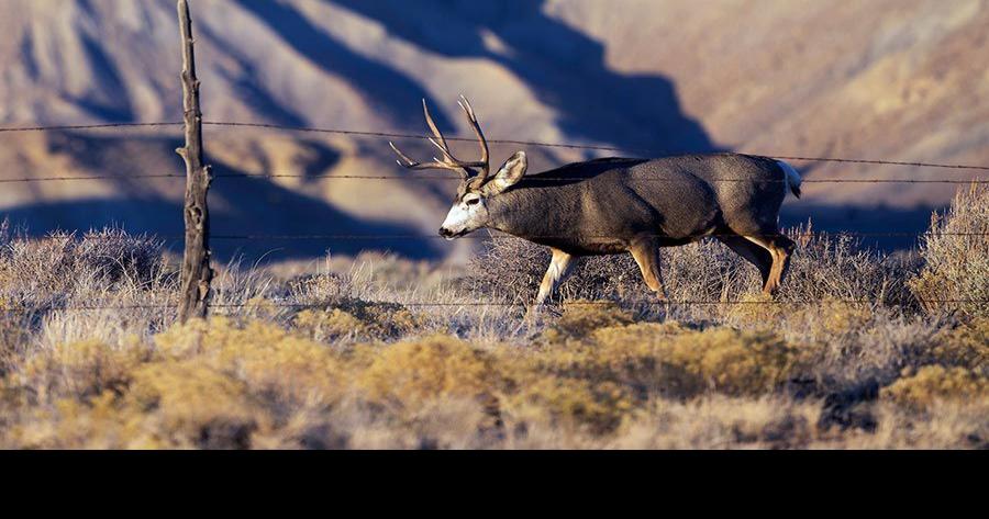 What DWR conservation officers want hunters, anglers to know | News ...
