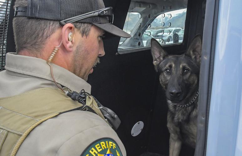 Newest Cache County Sheriff's Office K-9 already at work | Local News ...