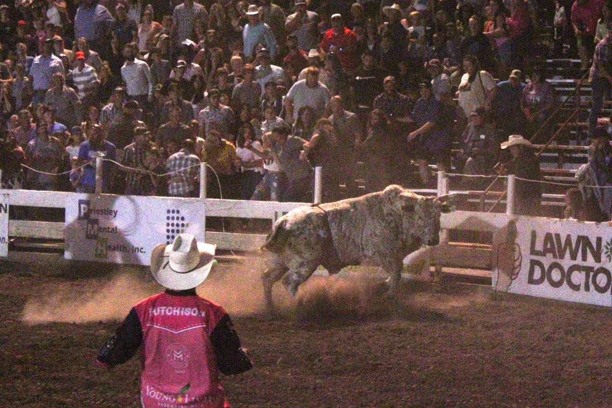 Bull steals Thursday night show | Preston Citizen | hjnews.com