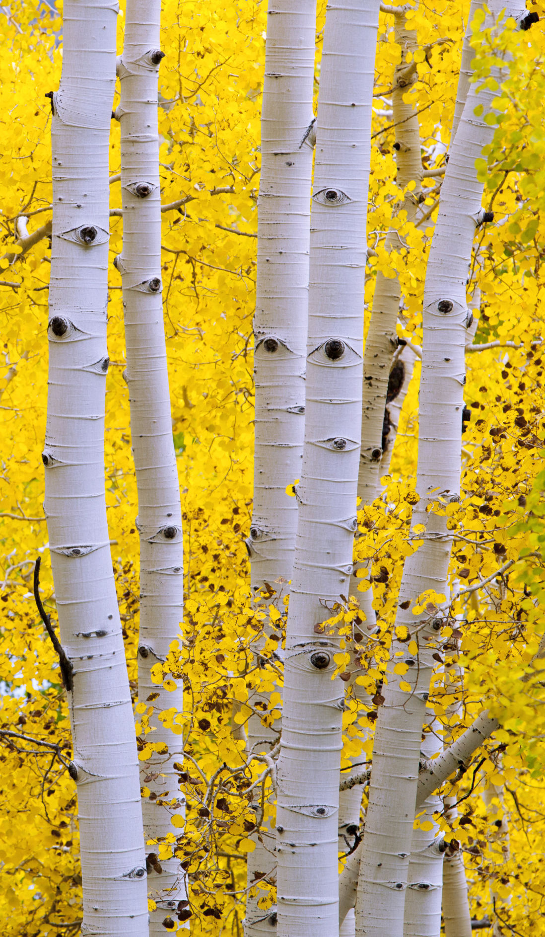 Pando — 'The Trembling Giant': Central Utah home to unusual grove of ...