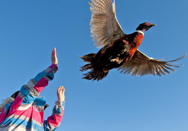 pheasant release dates