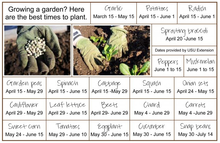 Digging in: Horticulture specialist shares planting tips for valley ...