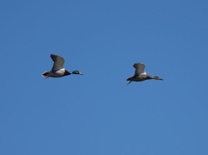Getting ready for the upcoming duck season | Features | hjnews.com