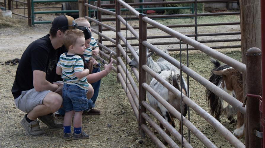 Mini Farm Spring Festival returns to Evan Acres | Local | hjnews.com