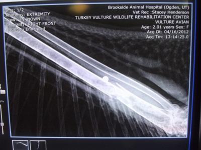 Injured turkey vulture illustrates poaching problem in N. Utah ...