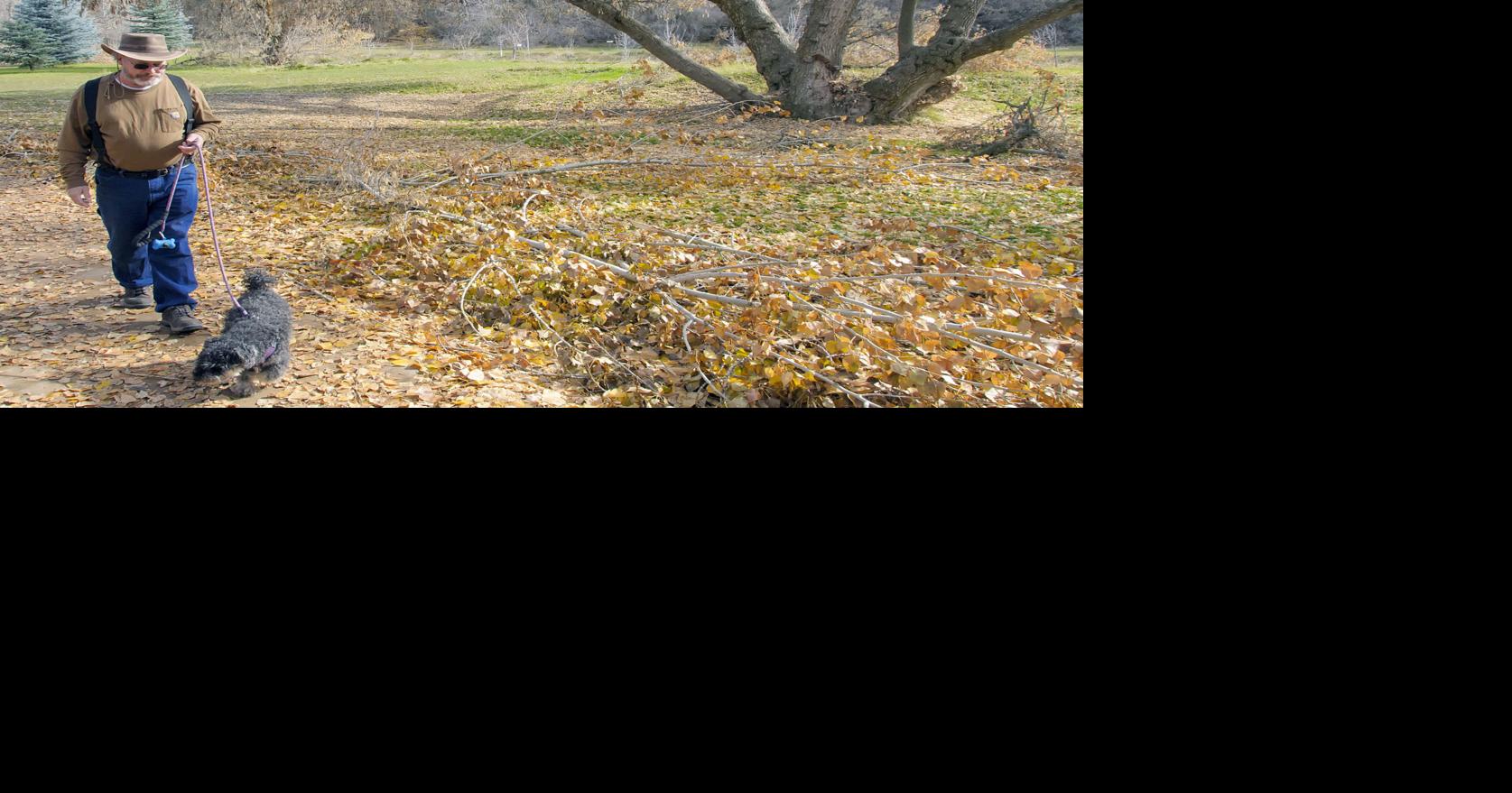 Landmark retouch: Arborist will use climbing techniques to trim 'iconic ...