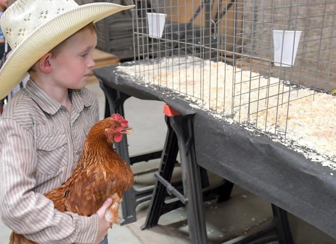 Cache County Fair offers traditional fun and new attractions | News ...