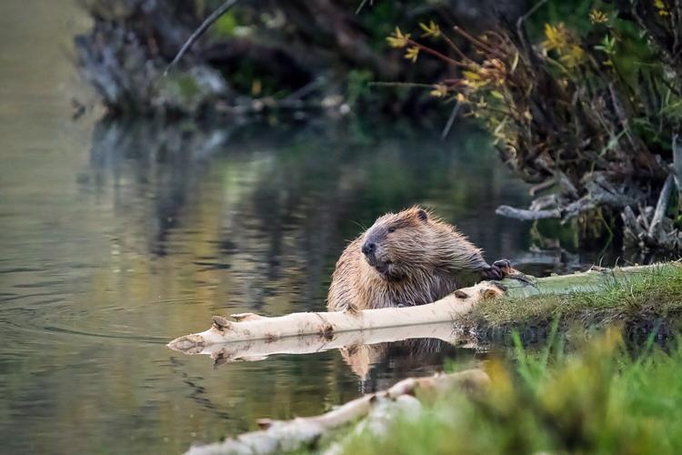 ‘Capture nature in the wild,’ local wildlife photographer promoting ...