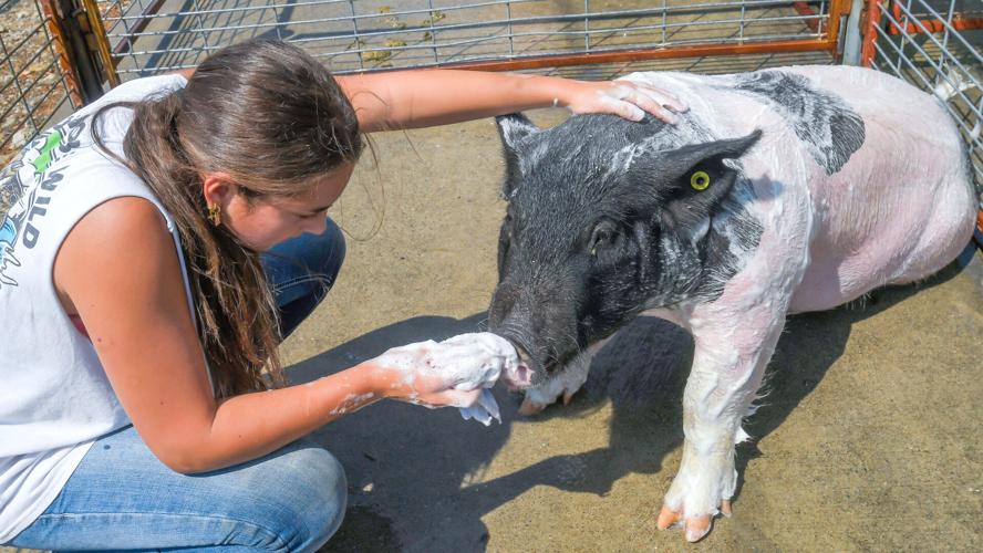 Cache County Fair offers traditional fun and new attractions | News ...