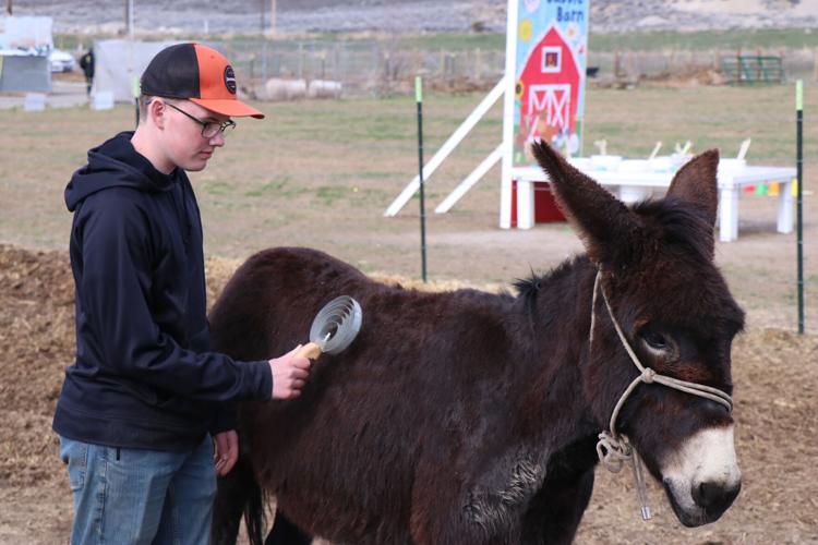 'Mini farm' celebrates spring with baby animals, festivities ...