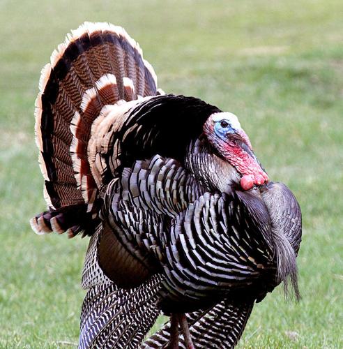 Thriving in Utah: Turkey hunting at its peak when spring arrives ...