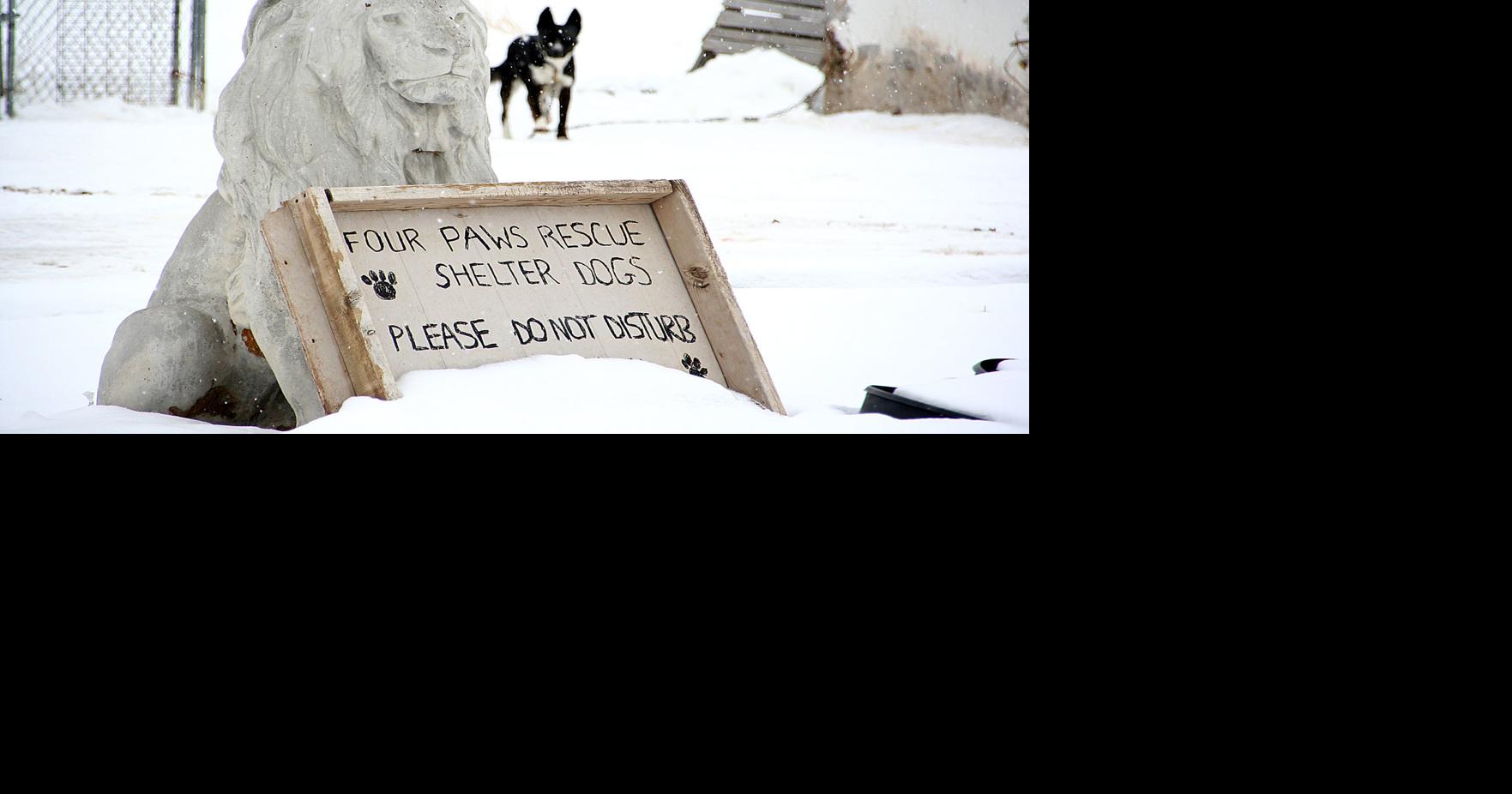 Four Paws animal welfare concerns prompt Utah shelters to offer ...