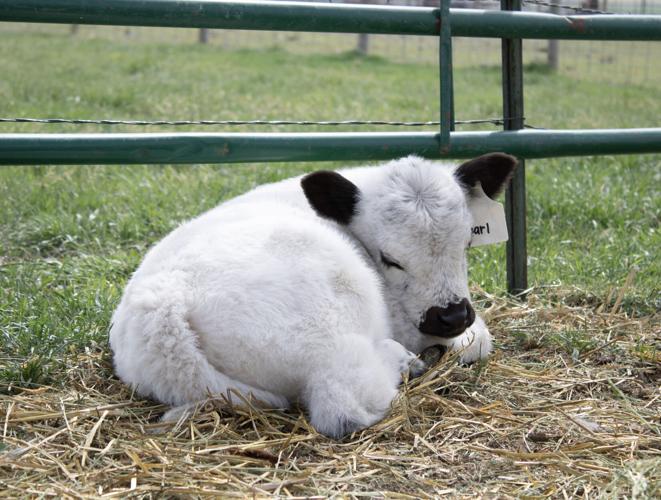 Mini Farm Spring Festival returns to Evan Acres | Local | hjnews.com