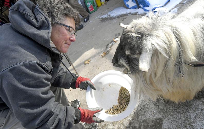 Cache Valley goat recognized as Top Winning Mini Silky of the Year ...