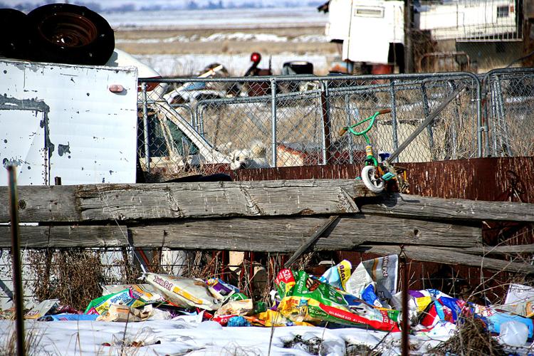 Four Paws animal welfare concerns prompt Utah shelters to offer ...