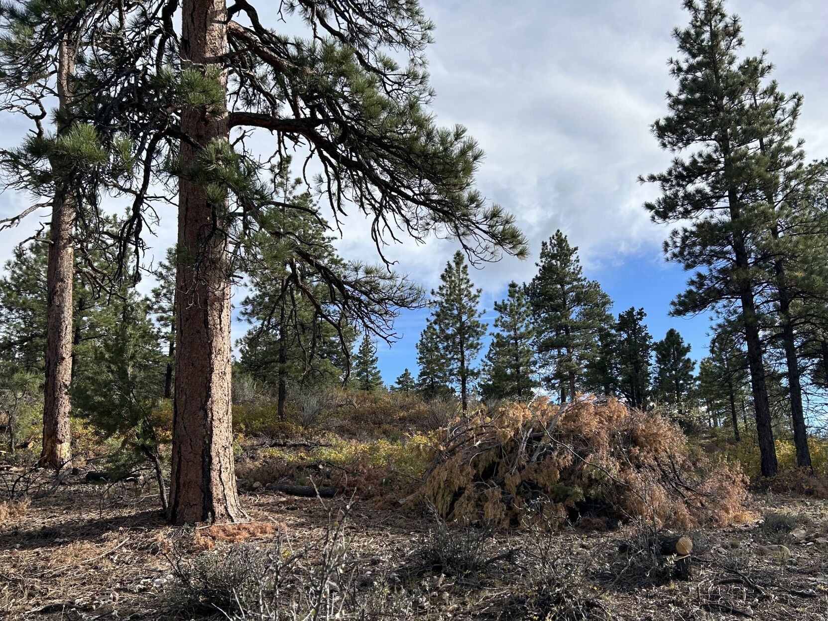 A look at the role wildfires play in the West | Features | hjnews.com