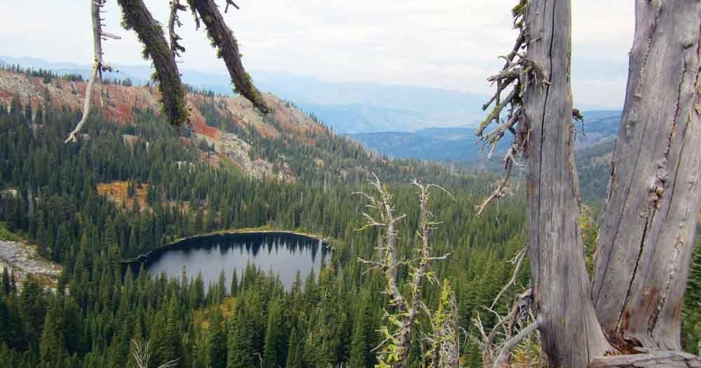 We didn’t ask about ‘tree torching’ | Northwest | hjnews.com