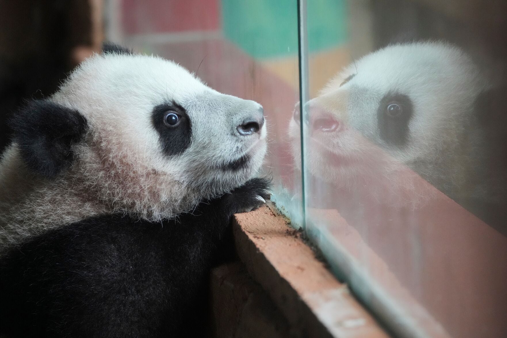 Indonesia Giant Panda | World | hjnews.com