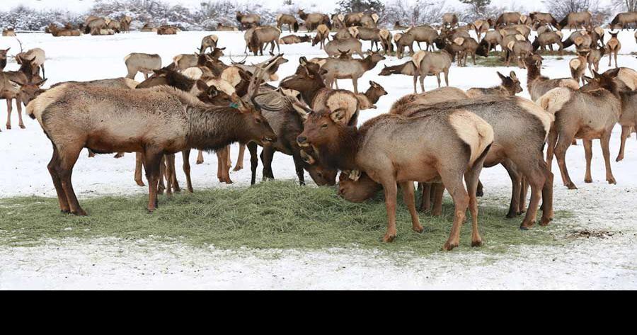 Sleigh rides at Hardware Ranch canceled due to COVID-19 concerns; elk ...