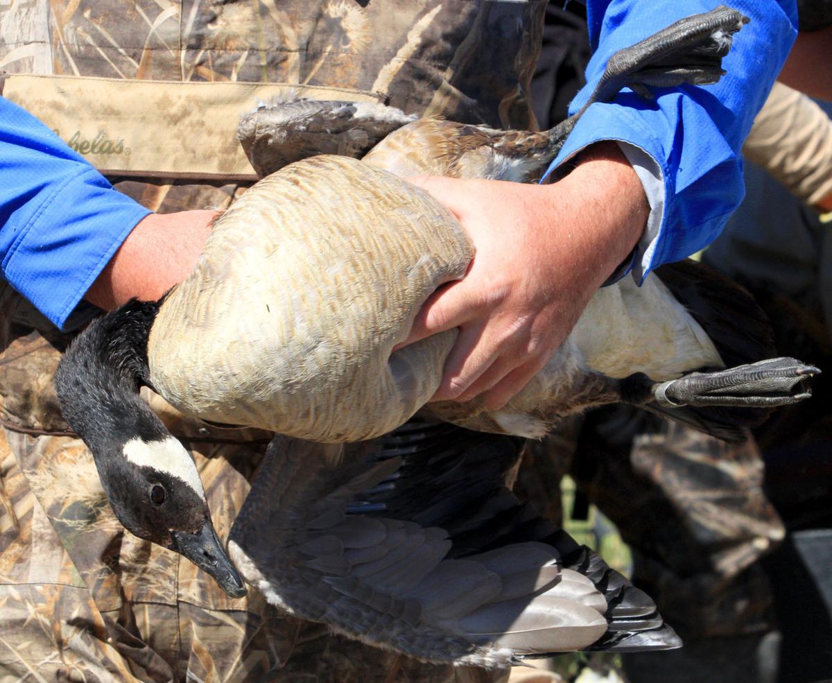 DWR bands hundreds of valley geese during annual roundup | Outdoors ...