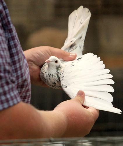 A better bird: Judging chickens, pigeons at fair takes expertise ...