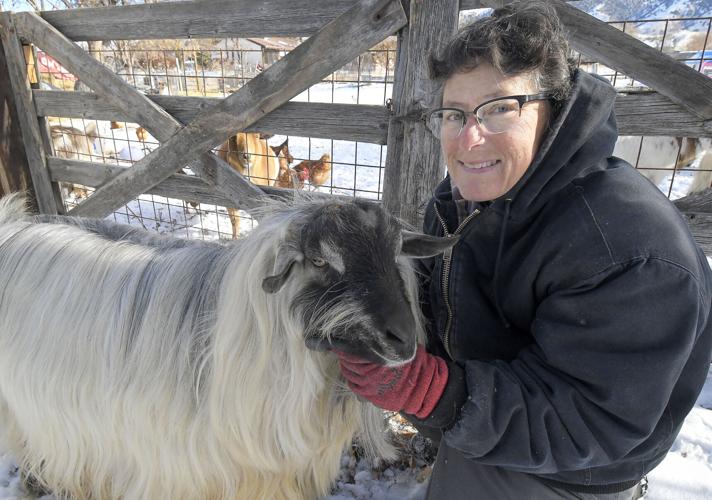 Cache Valley goat recognized as Top Winning Mini Silky of the Year ...