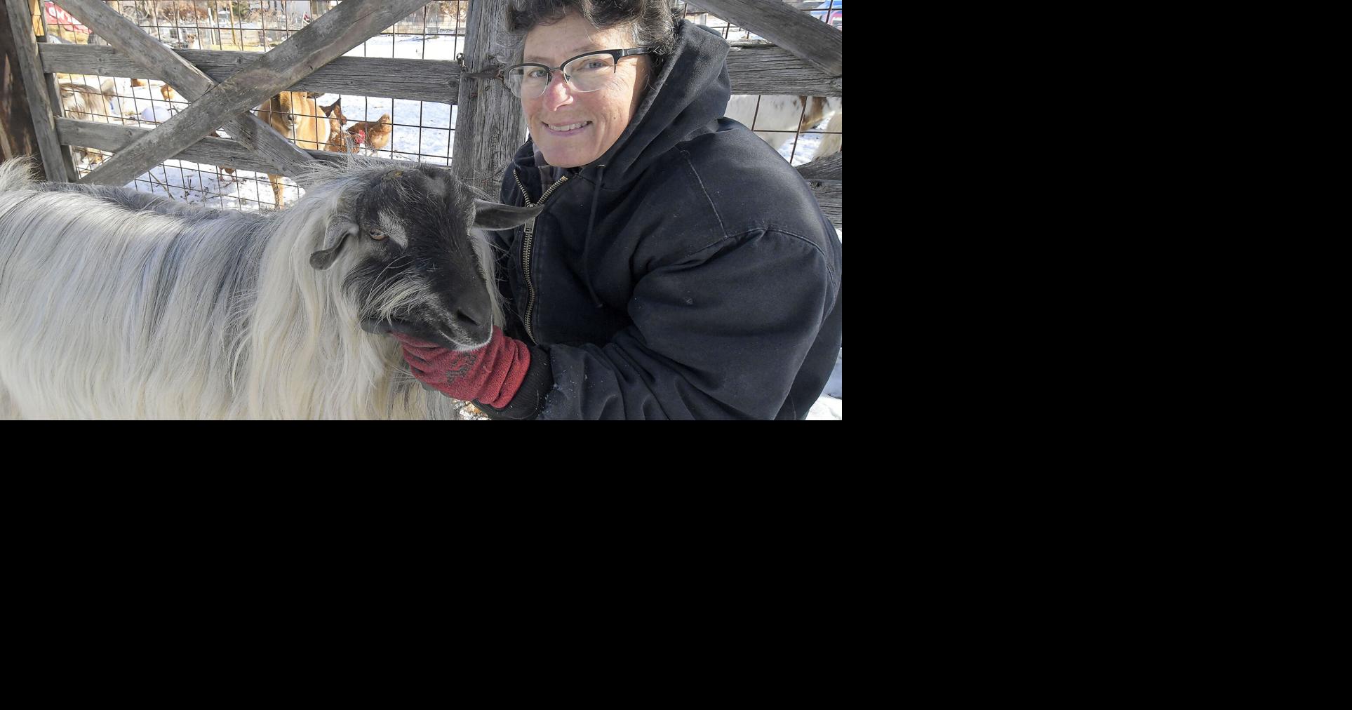Cache Valley goat recognized as Top Winning Mini Silky of the Year ...