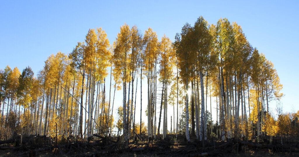 Insect infestation threatens Arizona's aspen trees | State News ...