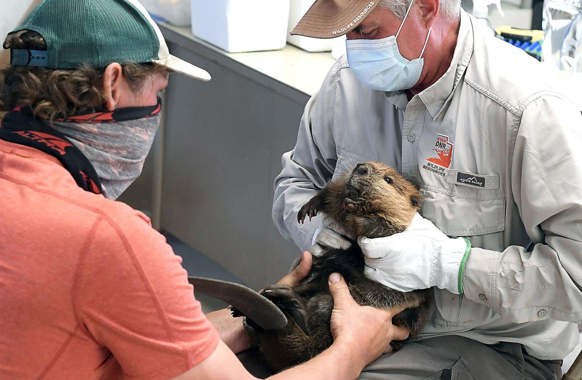 Nature's engineers: Relocating beavers for habitat restoration ...
